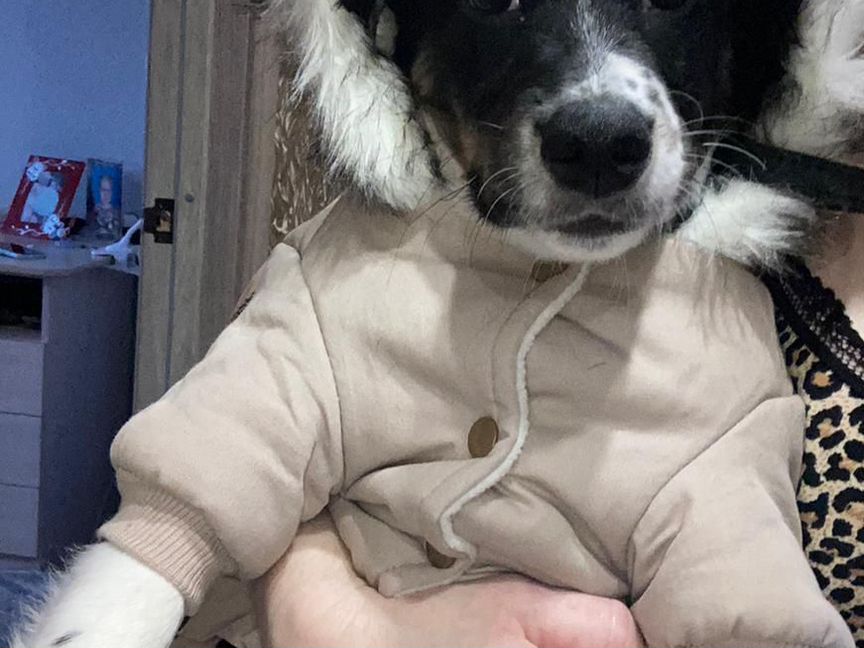 Собака в добрые руки отдам бесплатно