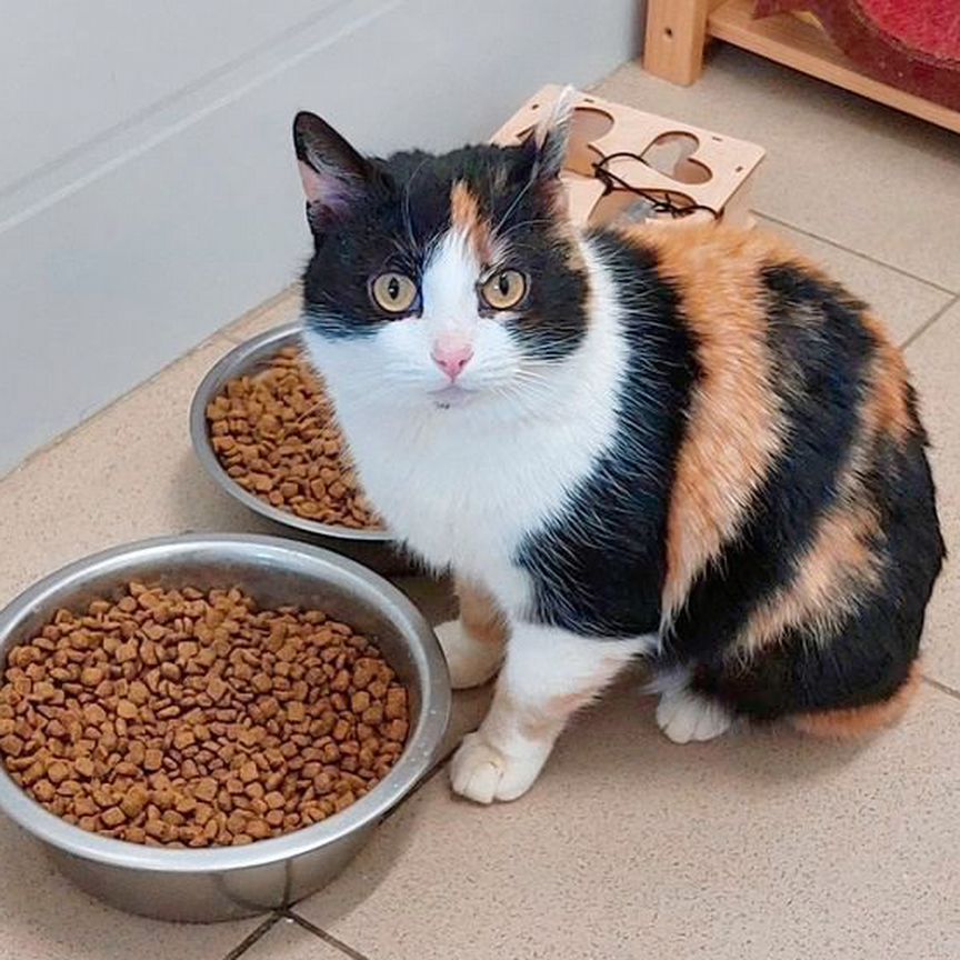 Кошка