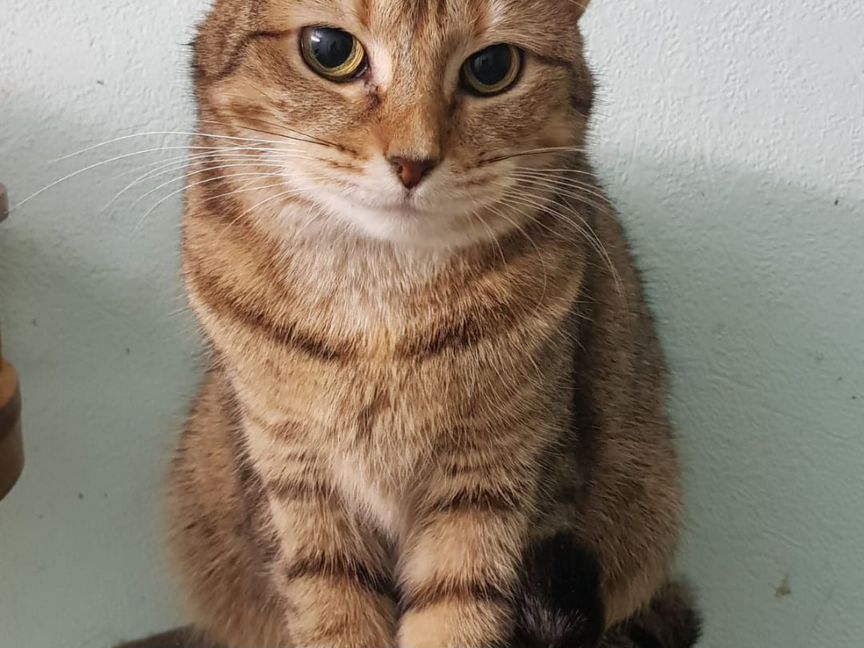 Кошечки хотят домой