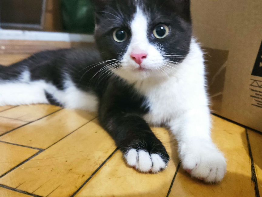 Котенок мальчик 3.5 мес. В дар