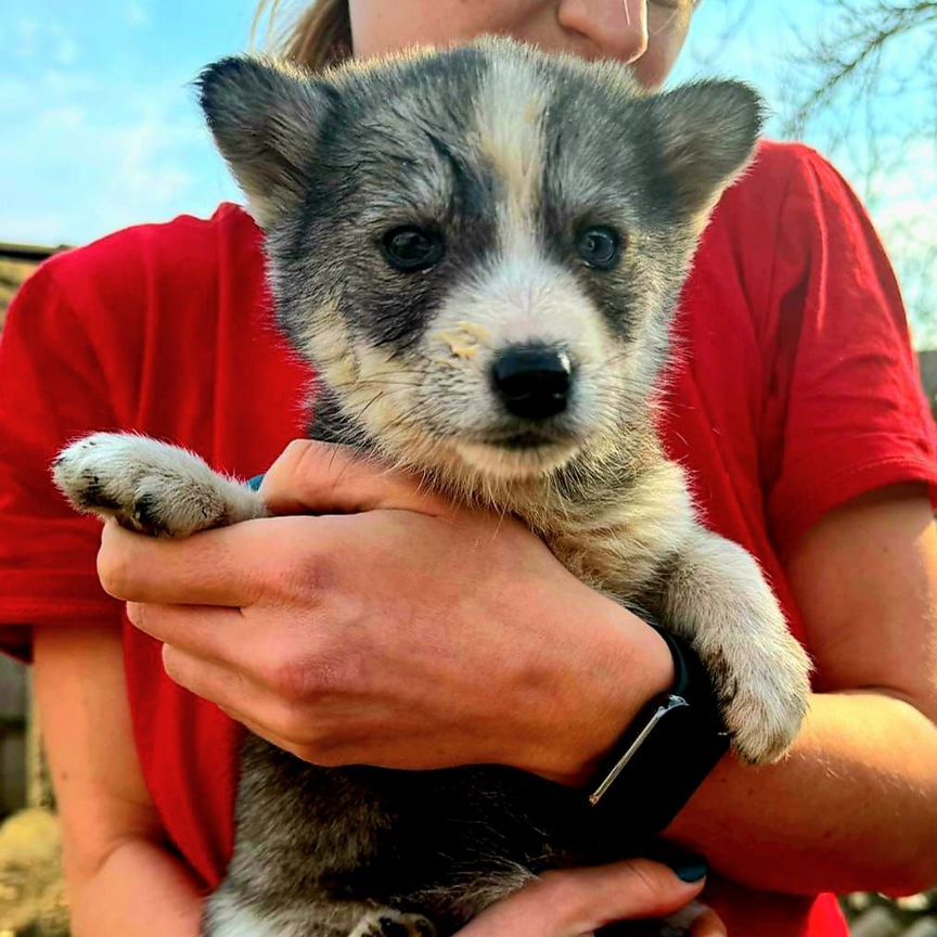 Щенок хаски Эльза в самые добрые руки