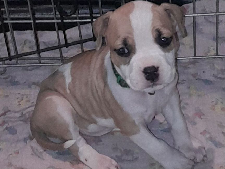 Стаффордширский терьер