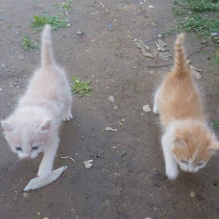 Котята породистые бесплатно