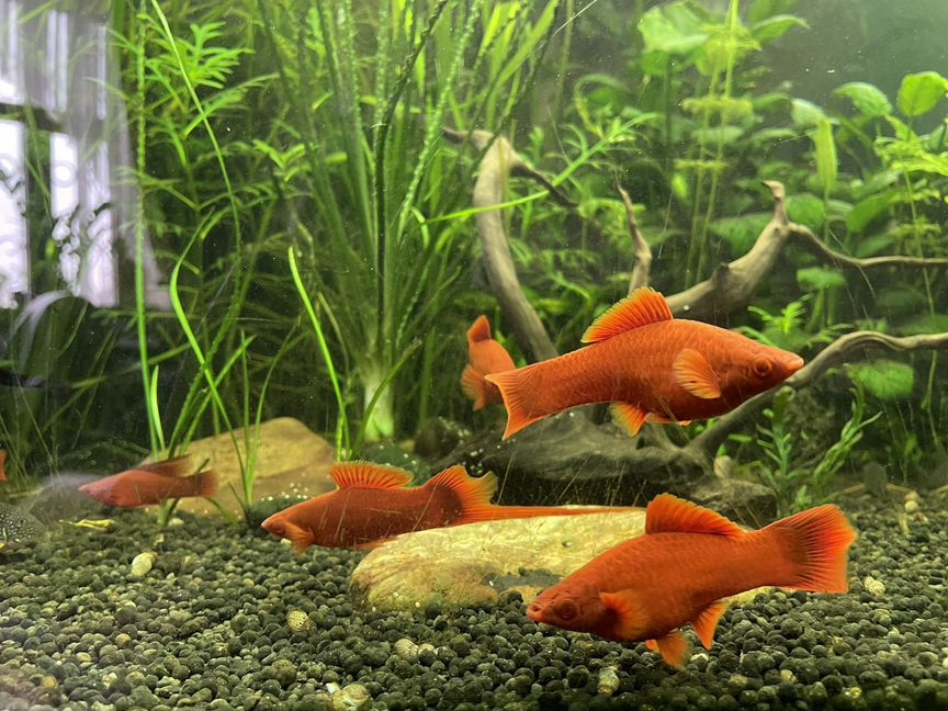 Меченосей рубин