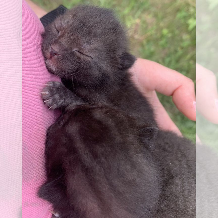 Котёнок в добрые руки