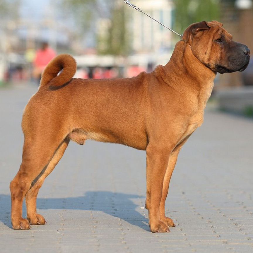 Шарпей, взрослая собака