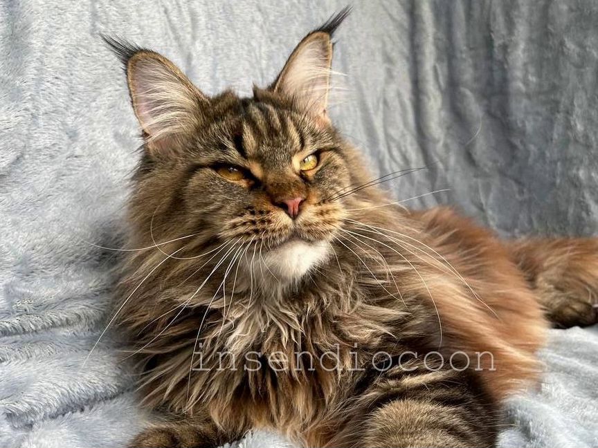 Кошка мейн-кун