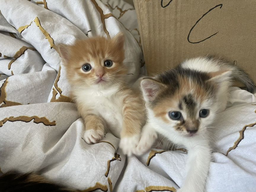 Очаровательные котята