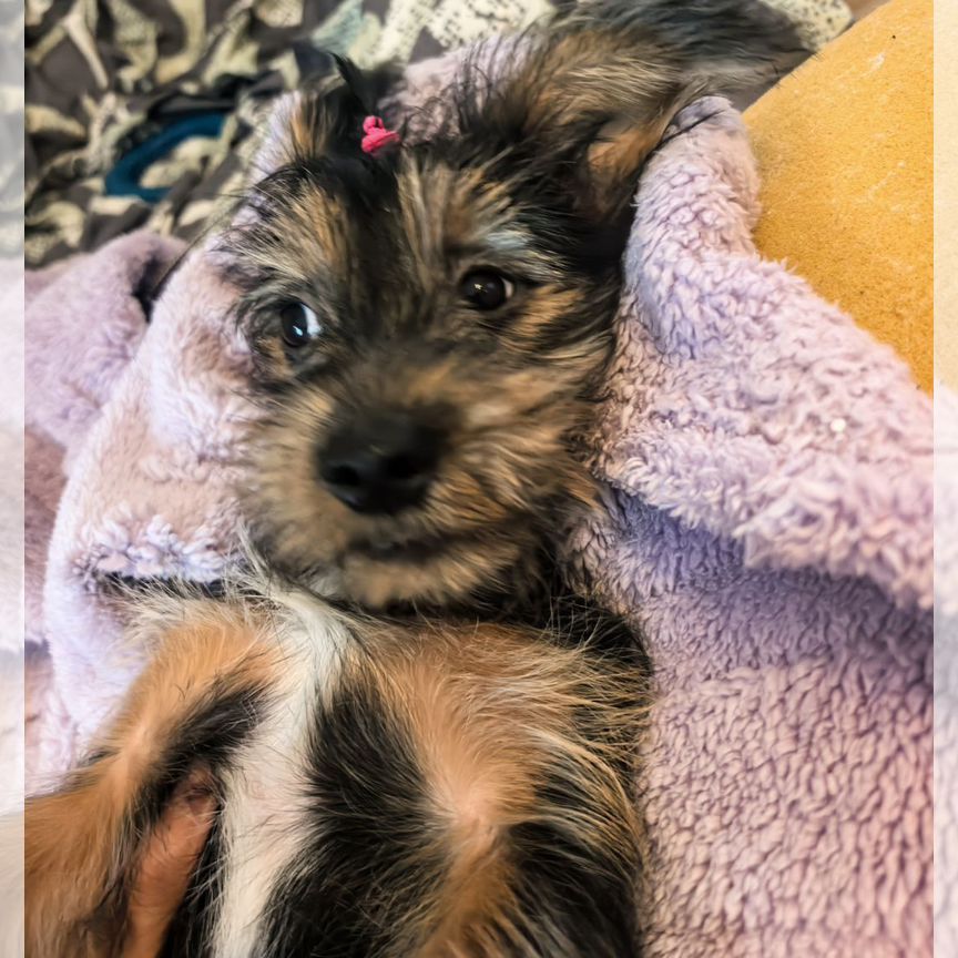 Йоркширский терьер, щенок