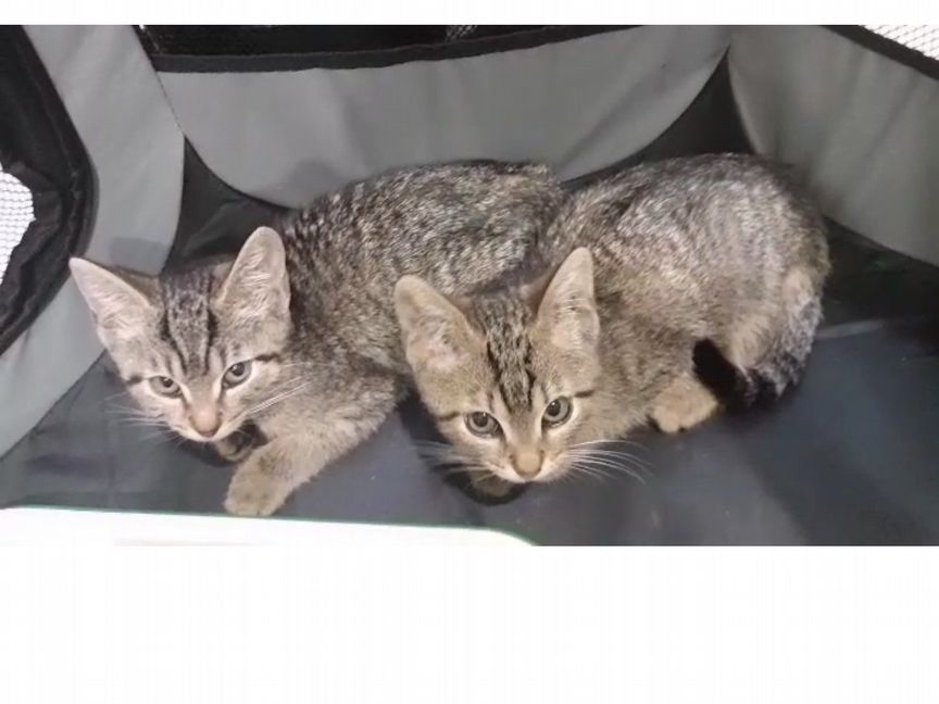 Котомалыши