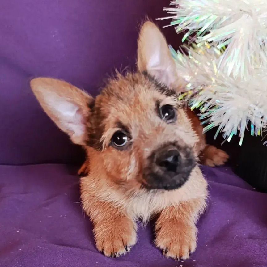 Норвич-терьер, щенок