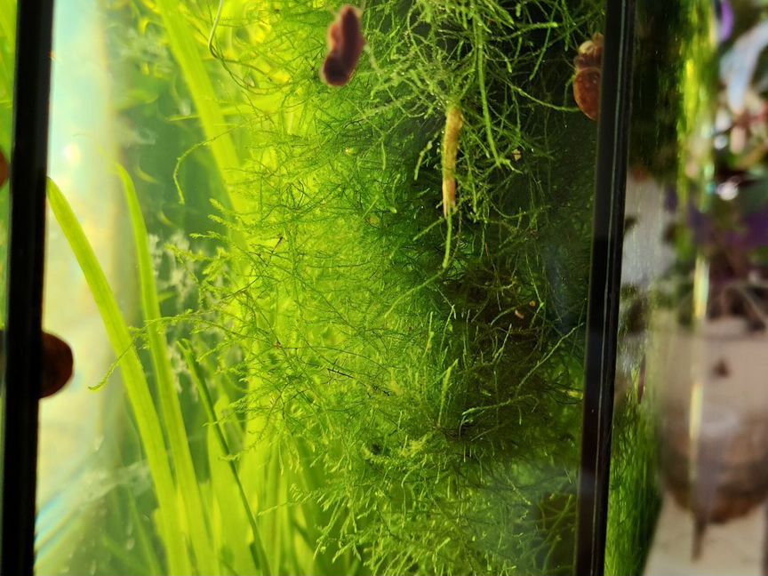 Аквариумное растение Водоросли
