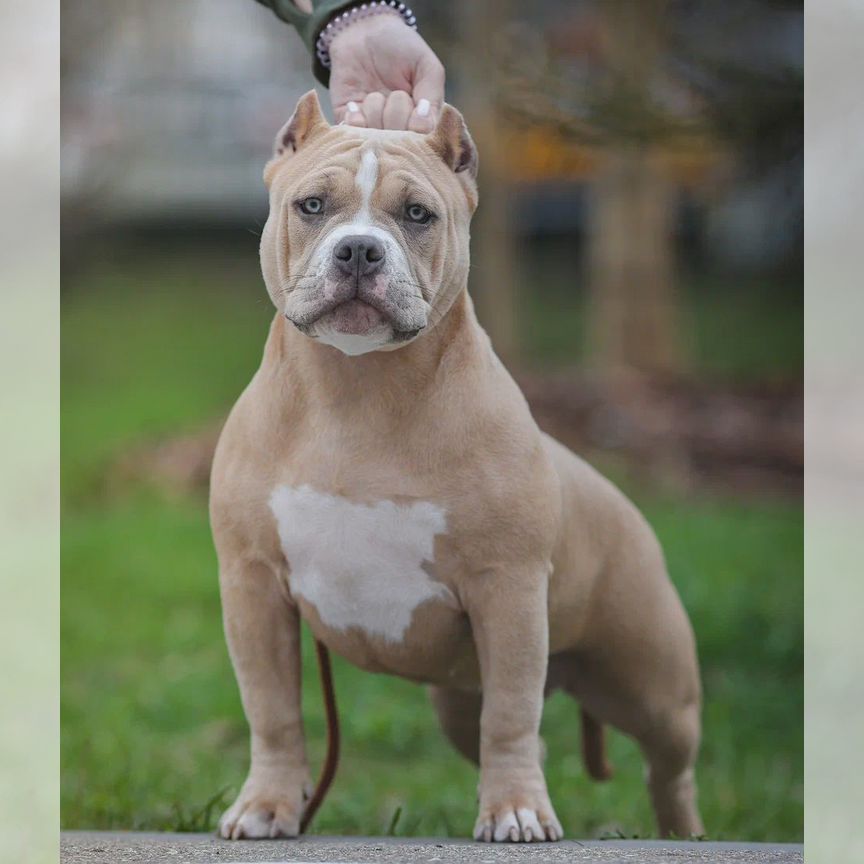 Американский булли, щенок