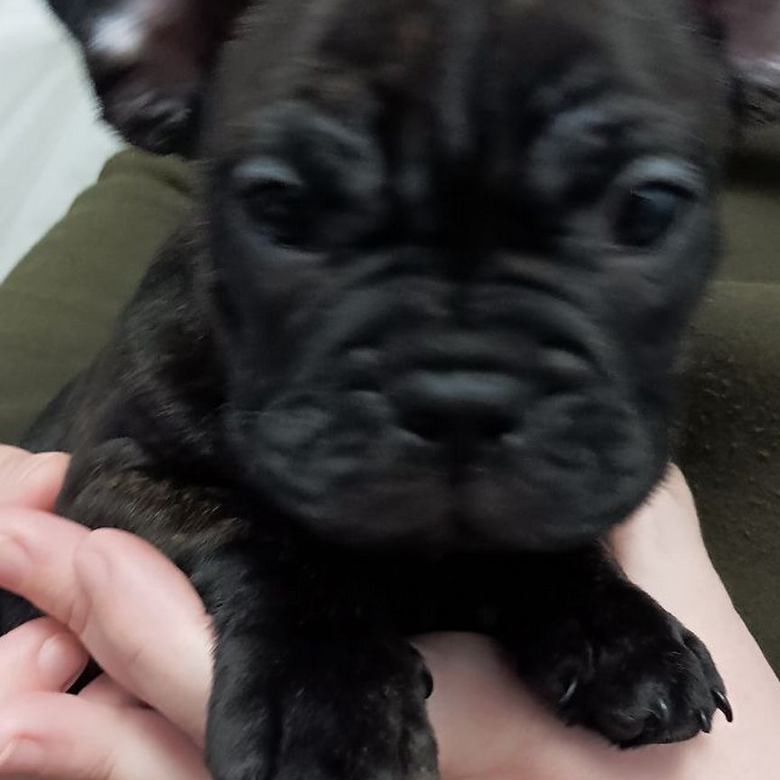 Французский бульдог щенки