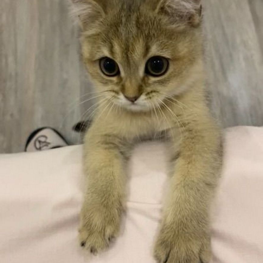 Шиншилла темное золото