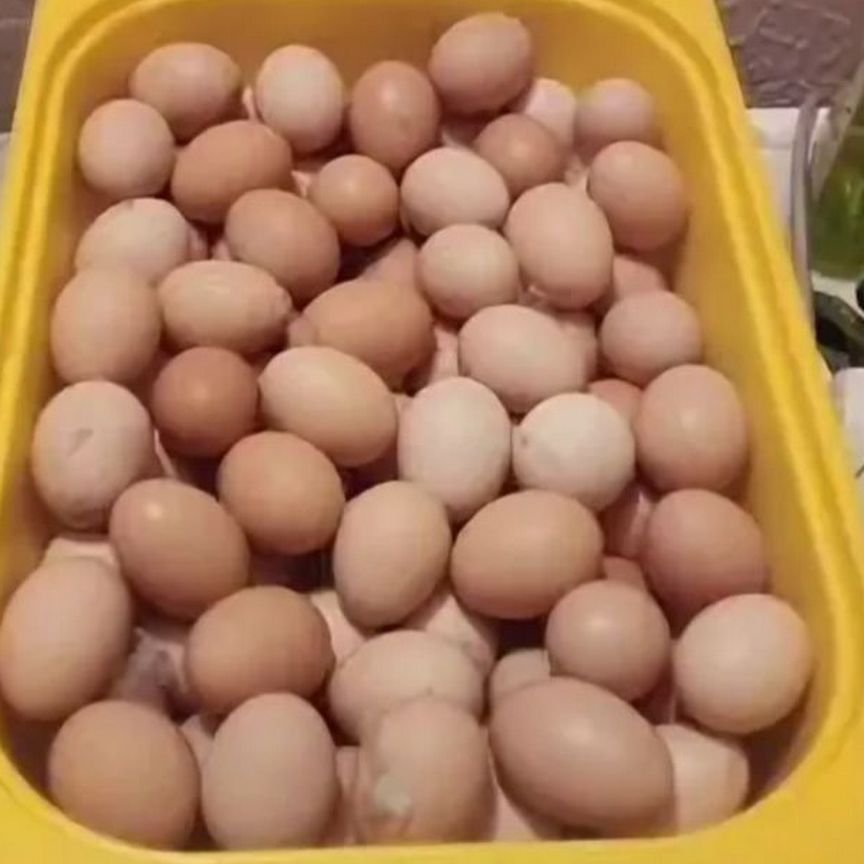 Инкубационное яйцо