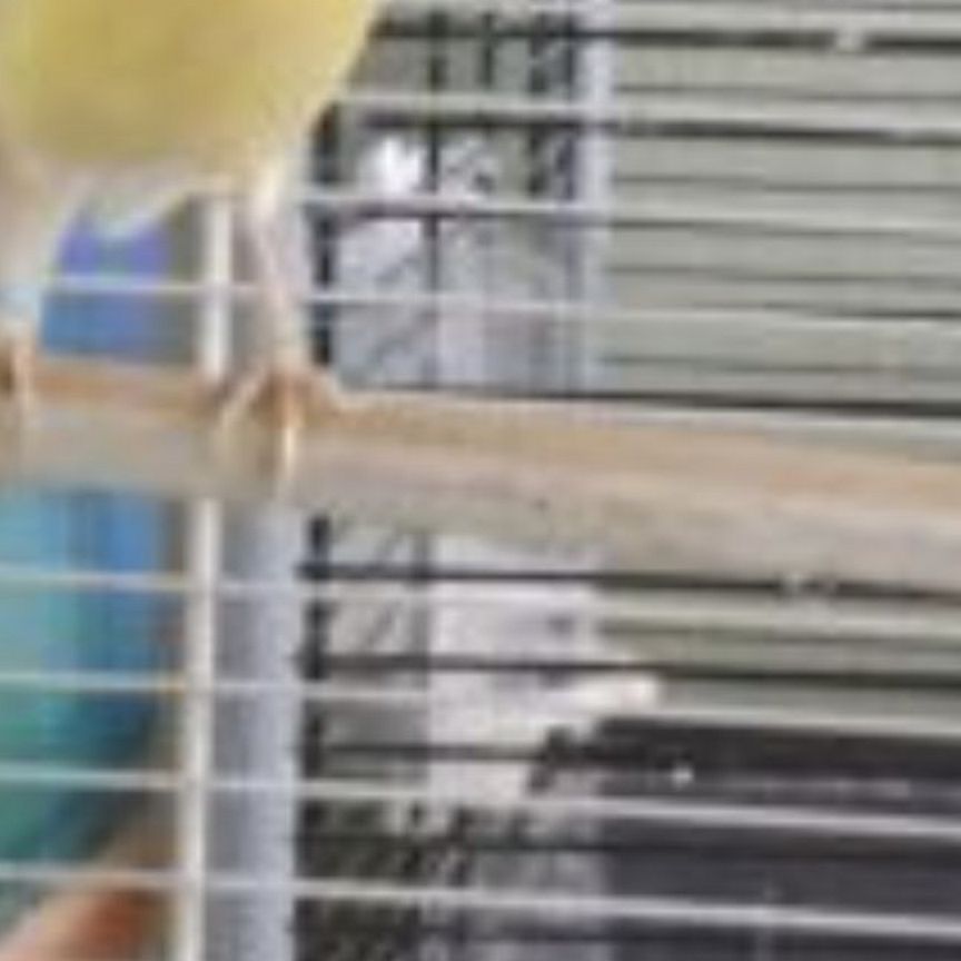 Кенар лимон