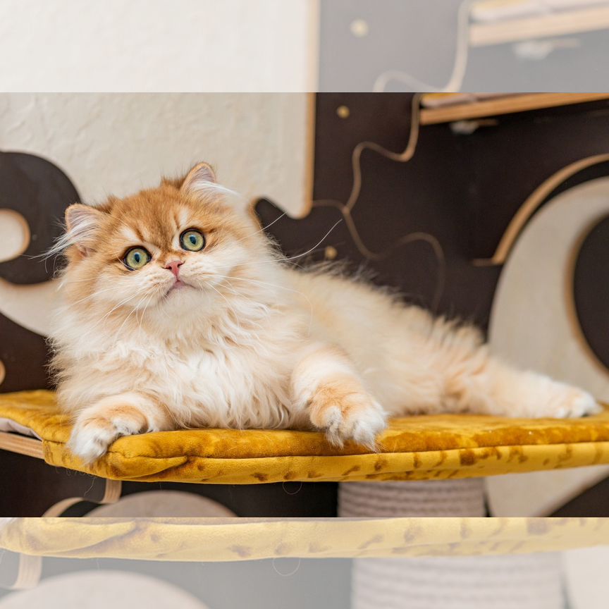 Британский длинношёрстный котёнок