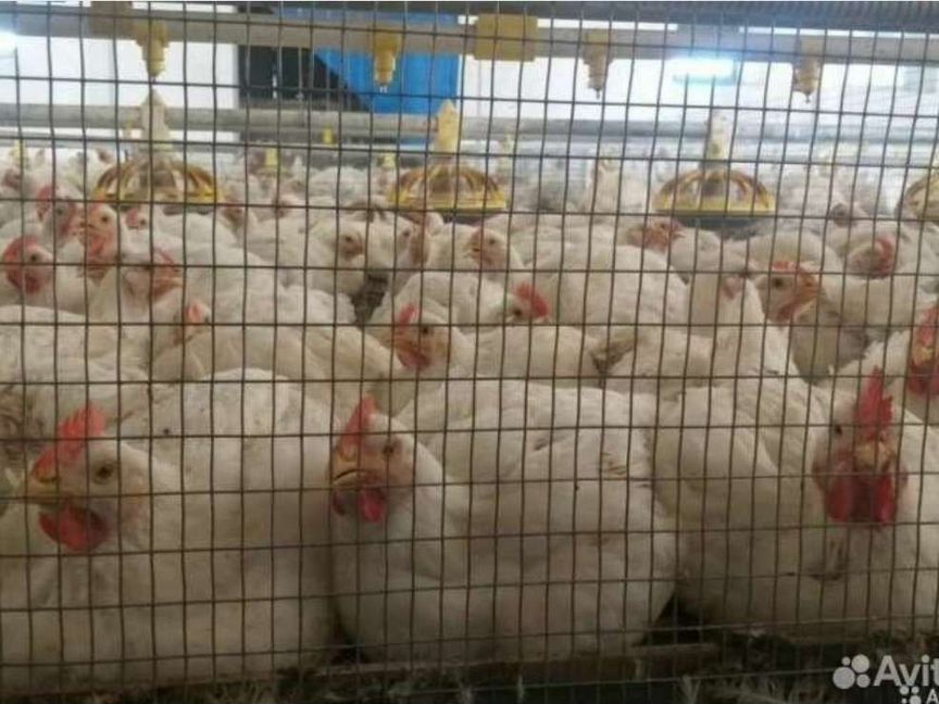 Куры броллеры живым весом