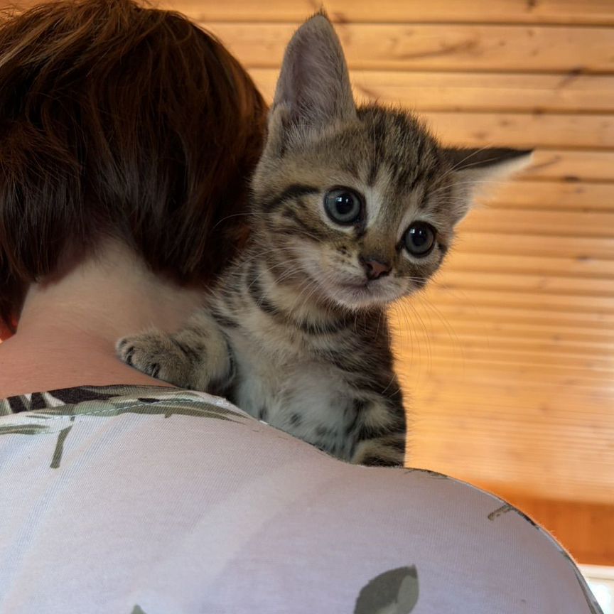 Котёнок в добрые руки