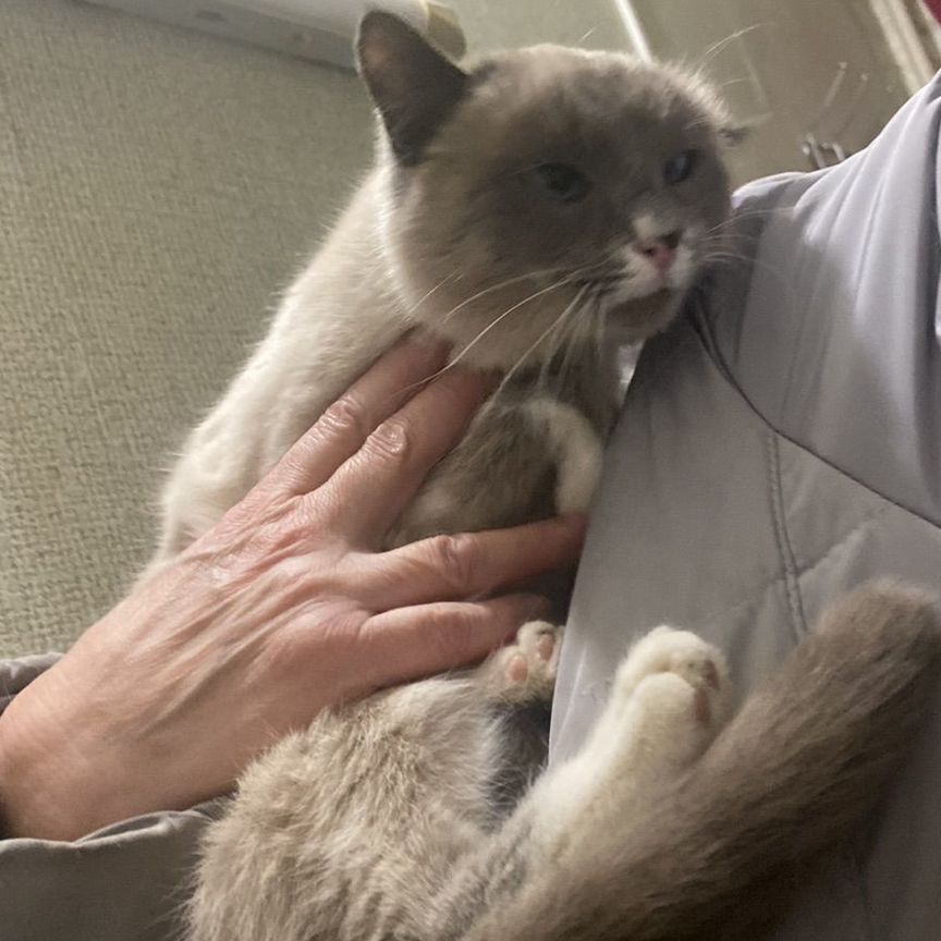 Кошечка красотка и ласкуша