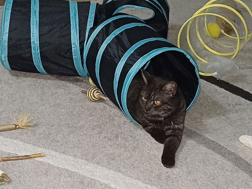 Кошка