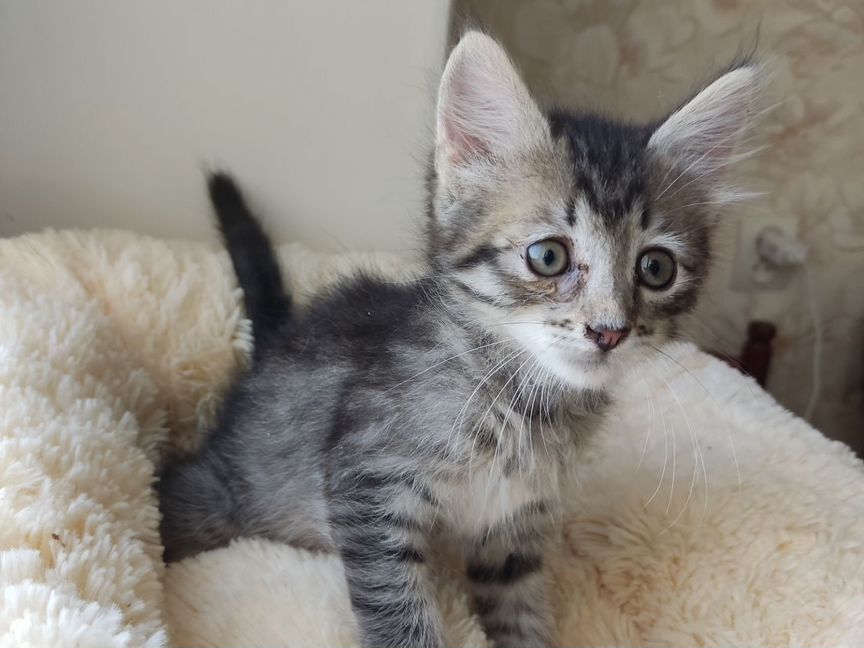 Котенок