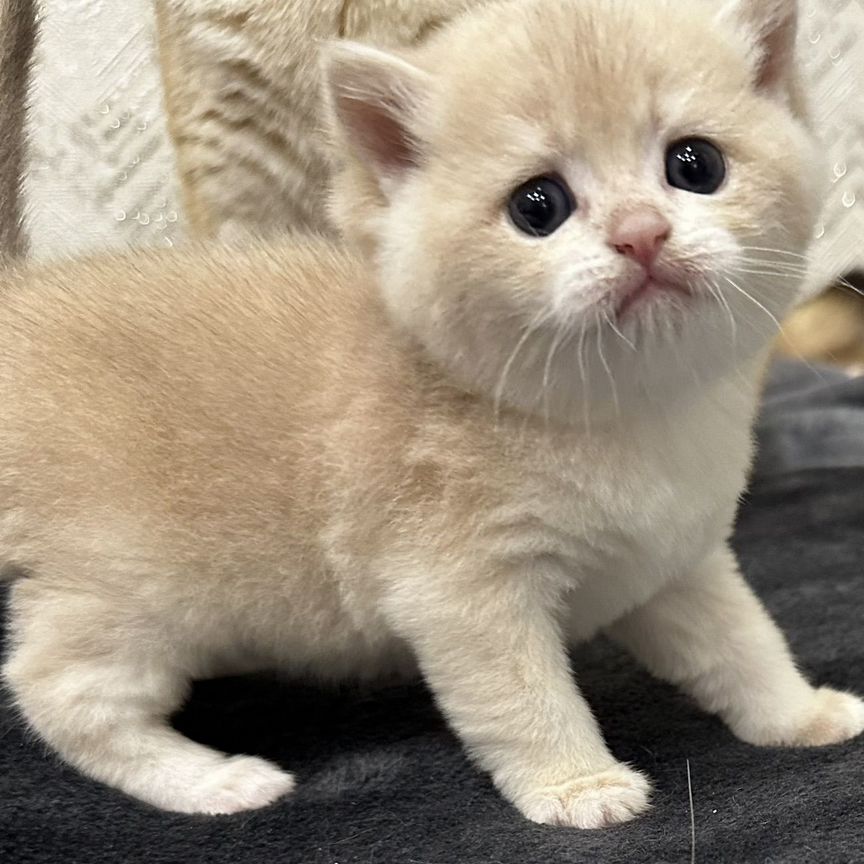 Британские котята золотая шиншилла