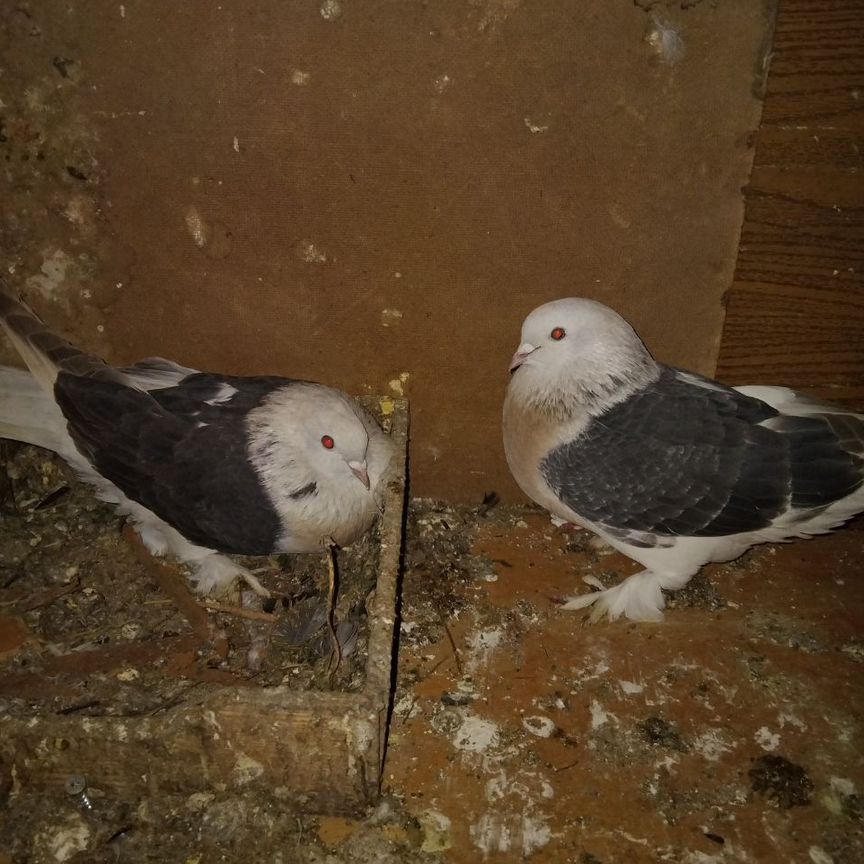 Голуби турецкие такла