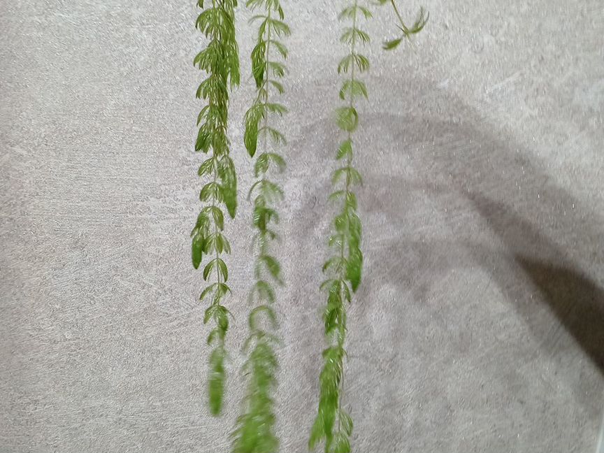 Роголистник в аквариум