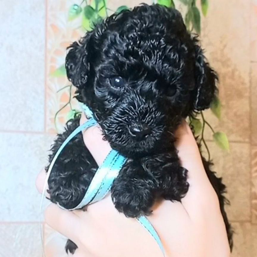 Той-пудель, щенок