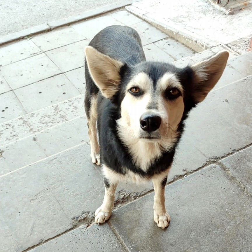 Собачке нужна передержка или дом