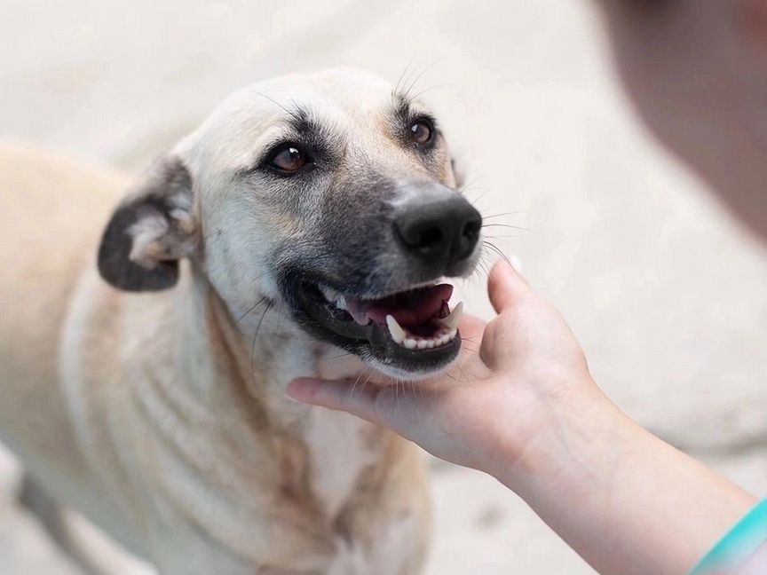 Собака Тора. Идеальный характер Ещё щенок