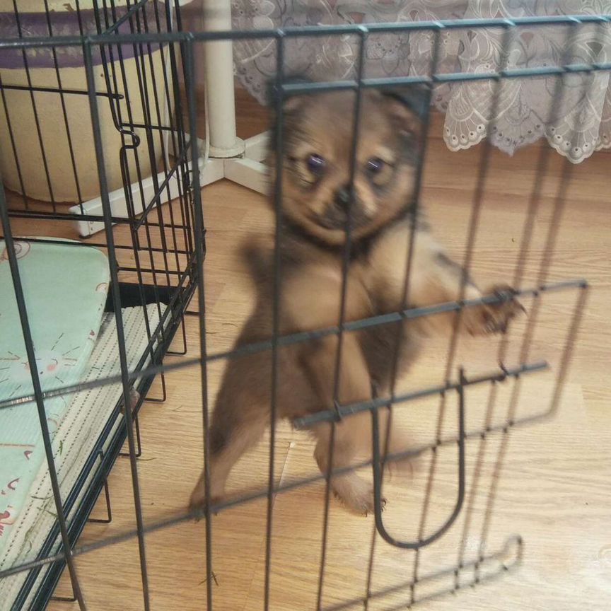 Красавица Нюся