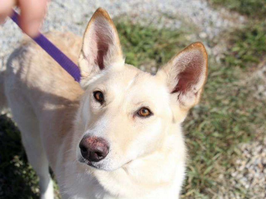 Собака в добрые руки