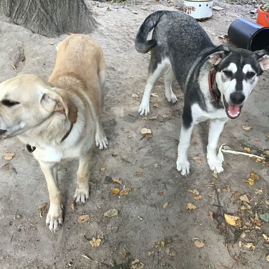 Домашние животные собаки в добрые руки