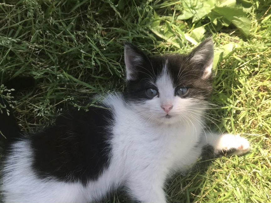 Котенок