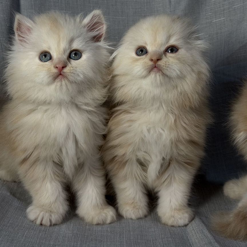 Шотландский вислоухий длинношёрстный котёнок