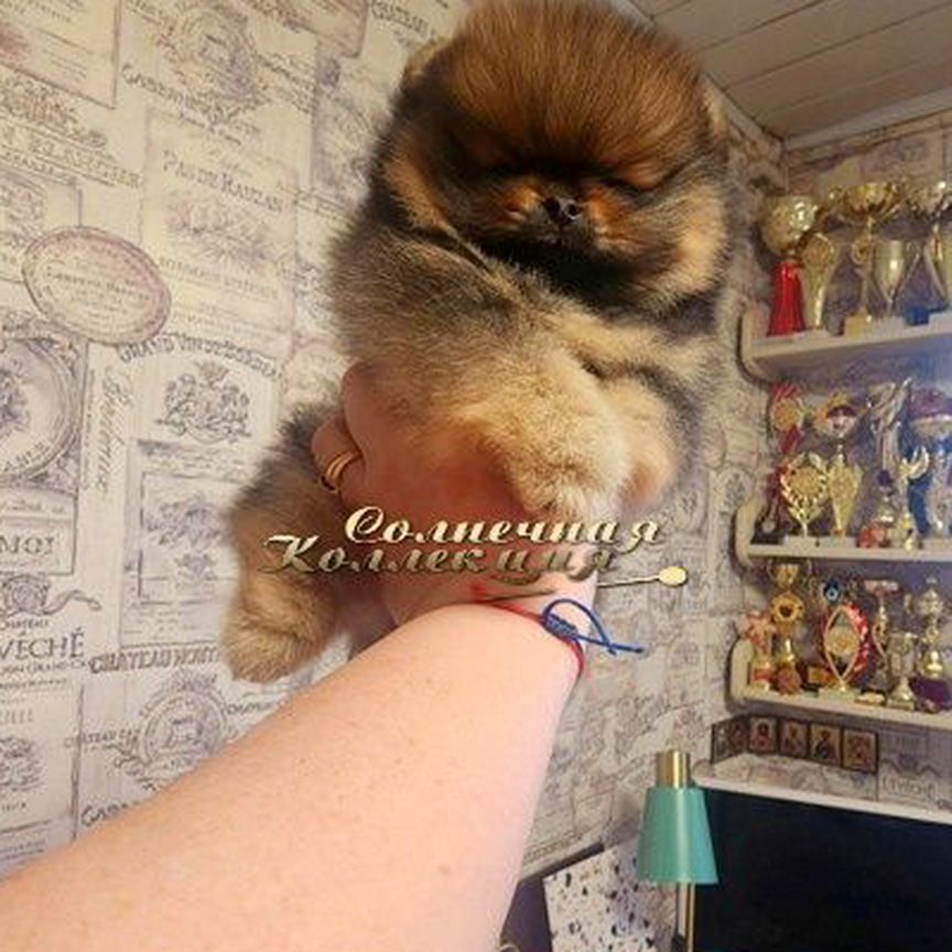 Бомбический яркий померанский шпиц мальчик РКФ