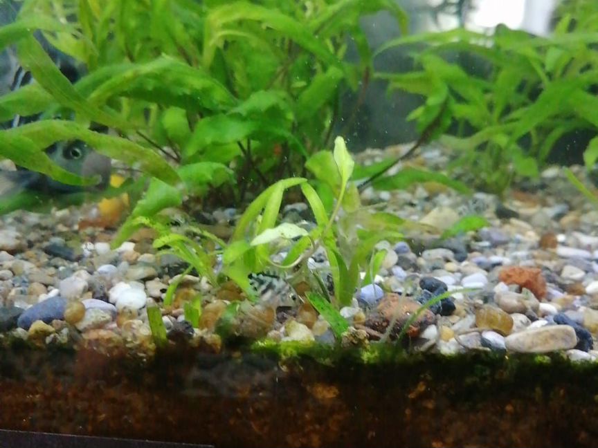 Аквариумные рыбки отдам бесплатно