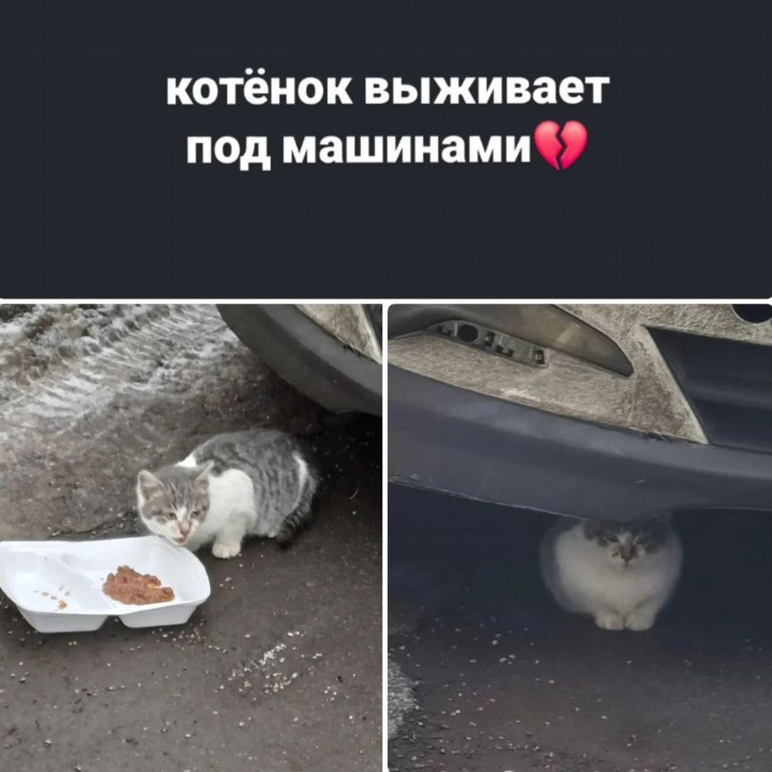 Котёнок мальчик выживает под машинами