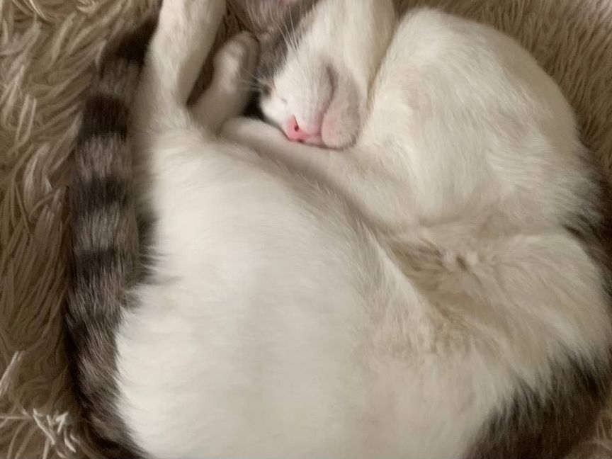 Отдам кота в добрые руки
