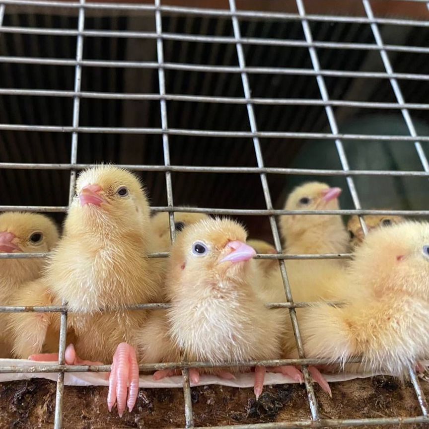 Перепелята / Инкубация