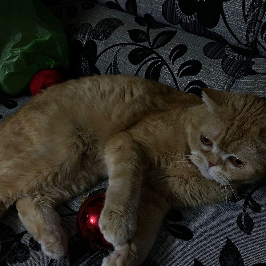 Отдам кота в добрые руки бесплатно