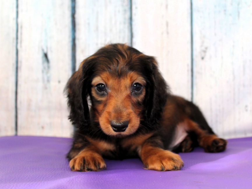 Таксы длинношерстные только кроличьи РКФ