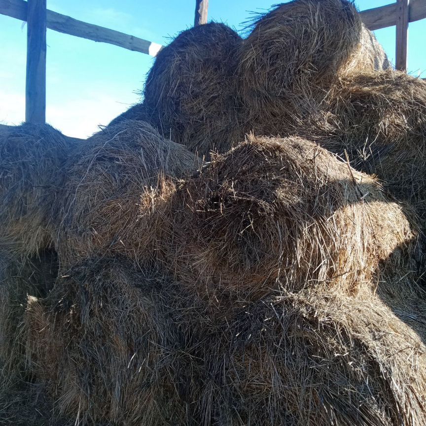 Продам сено в рулонах