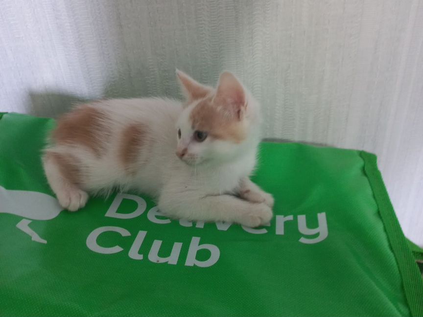 Котик мальчик бело рыжий в дар