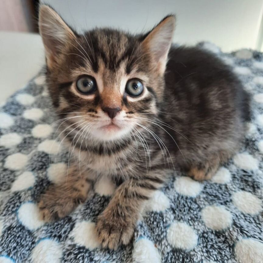 Отдам в добрые руки котенка/котят