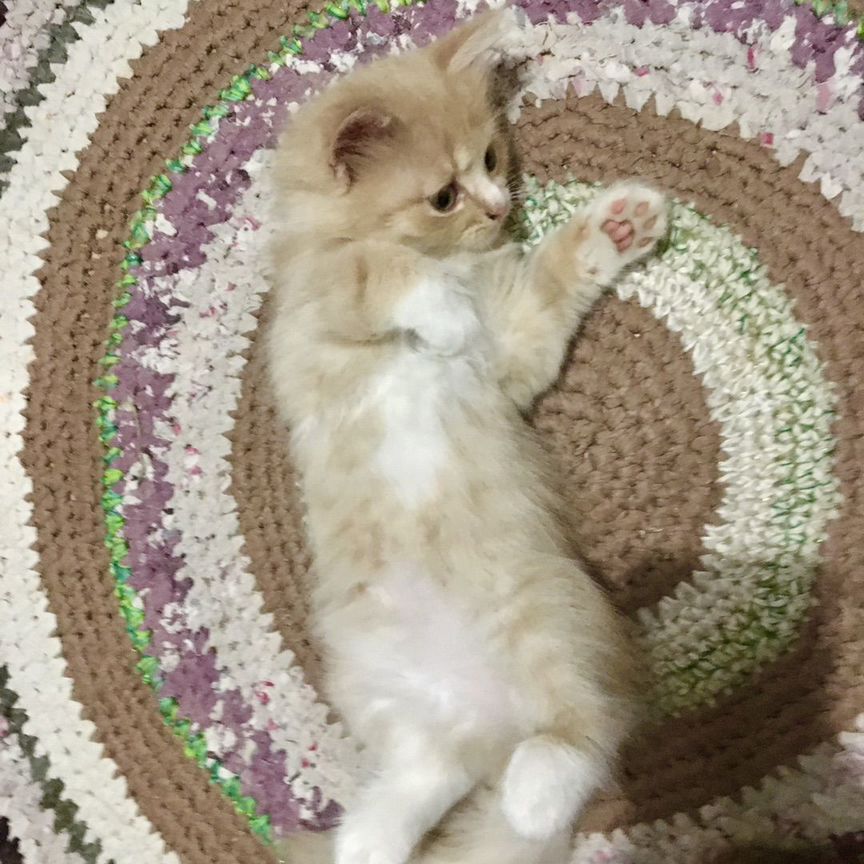 Котёнок в добрые руки