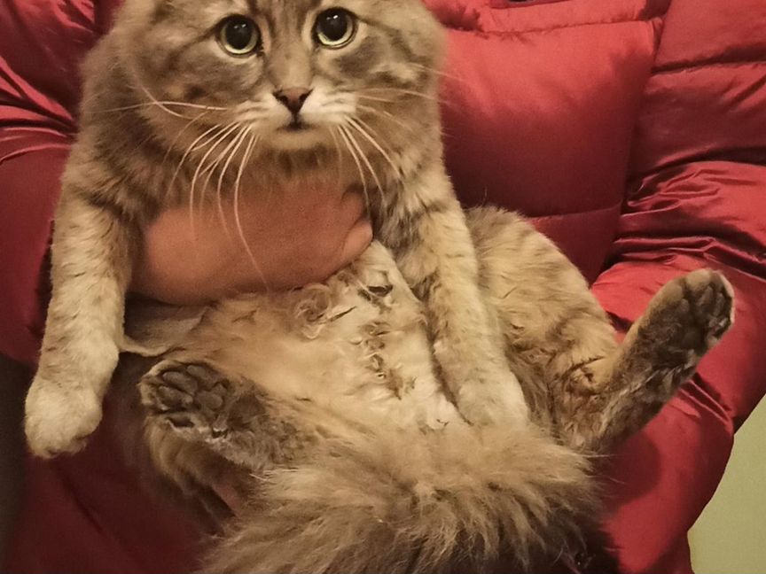 Котик серый лохматый кастрированный ласковый
